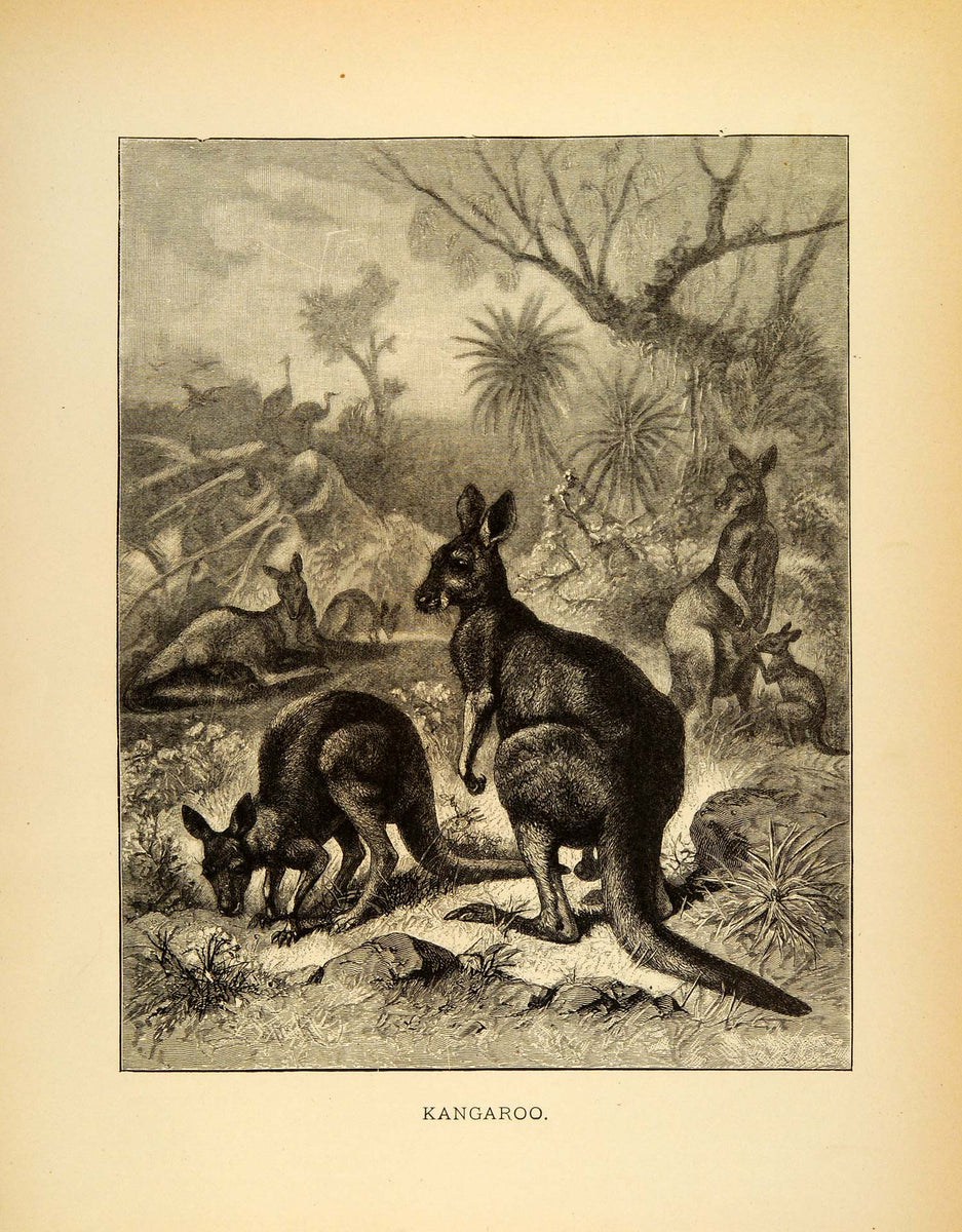 1885 Lithograph Kangaroo Marsupial Pouch Mammals Wild Animals Fauna Ha ...