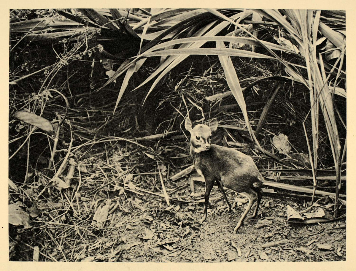 1930 Africa Bates's Pygmy Antelope Neotragus Batesi - ORIGINAL PHOTOGR ...