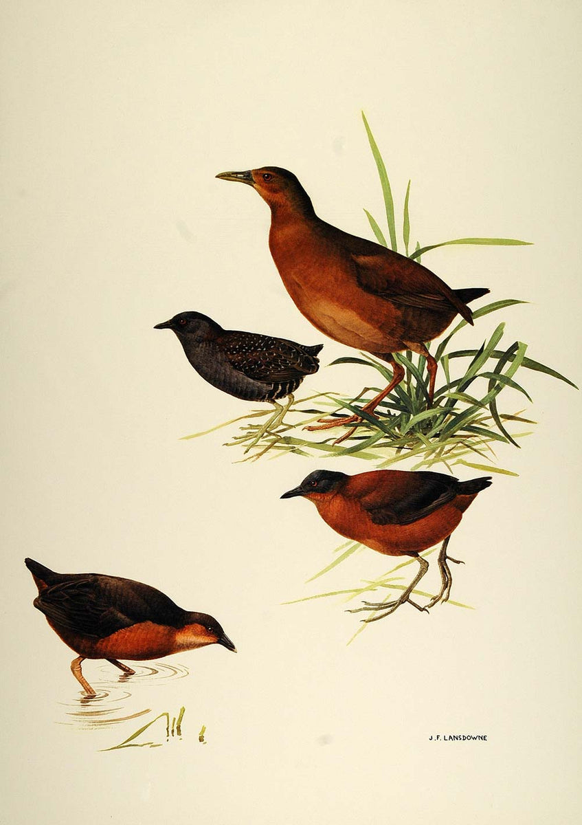 1984 Print Uniform Ruddy Crake Black Rail Lansdowne - ORIGINAL BD1 ...