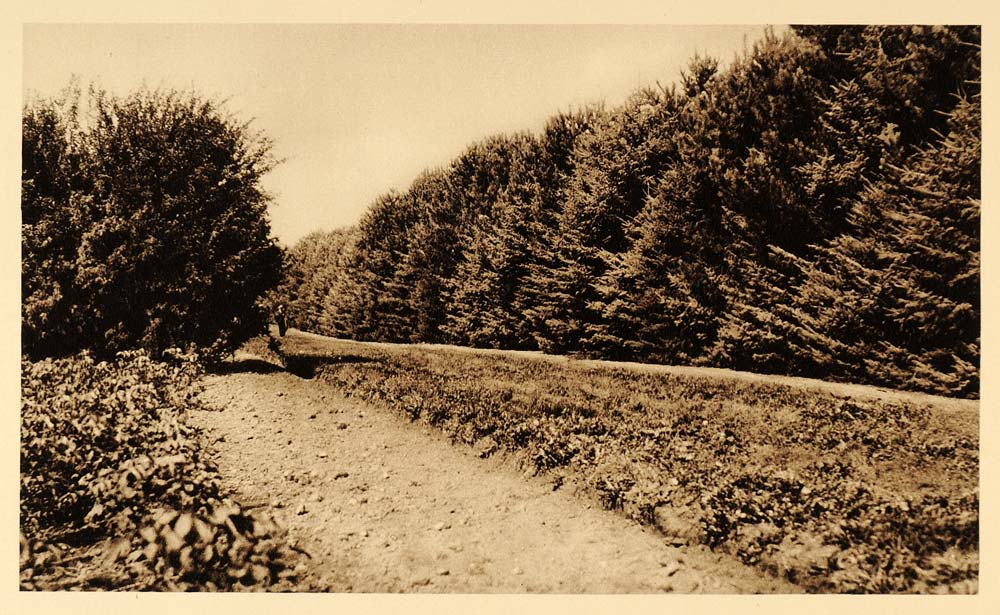 1926 Prairie Windbreak Row Trees Saskatchewan Canada - ORIGINAL CAN2 ...