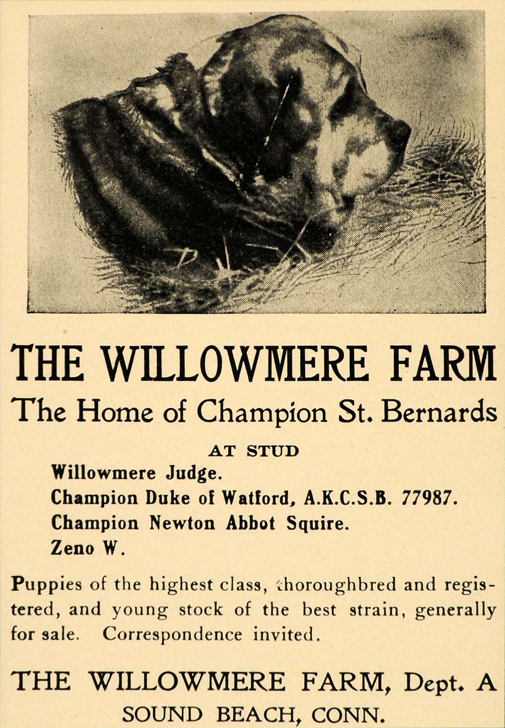 1905 Ad Champion St Bernard Willowmere Farm Sound Beach - ORIGINAL CC1 – Period Paper Historic ...