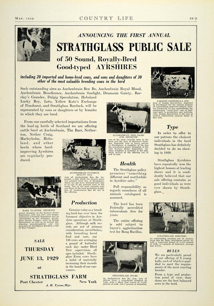 1929 Ad Strathglass Public Sale Bred Ayrshires Cattle Farm Port Cheste ...