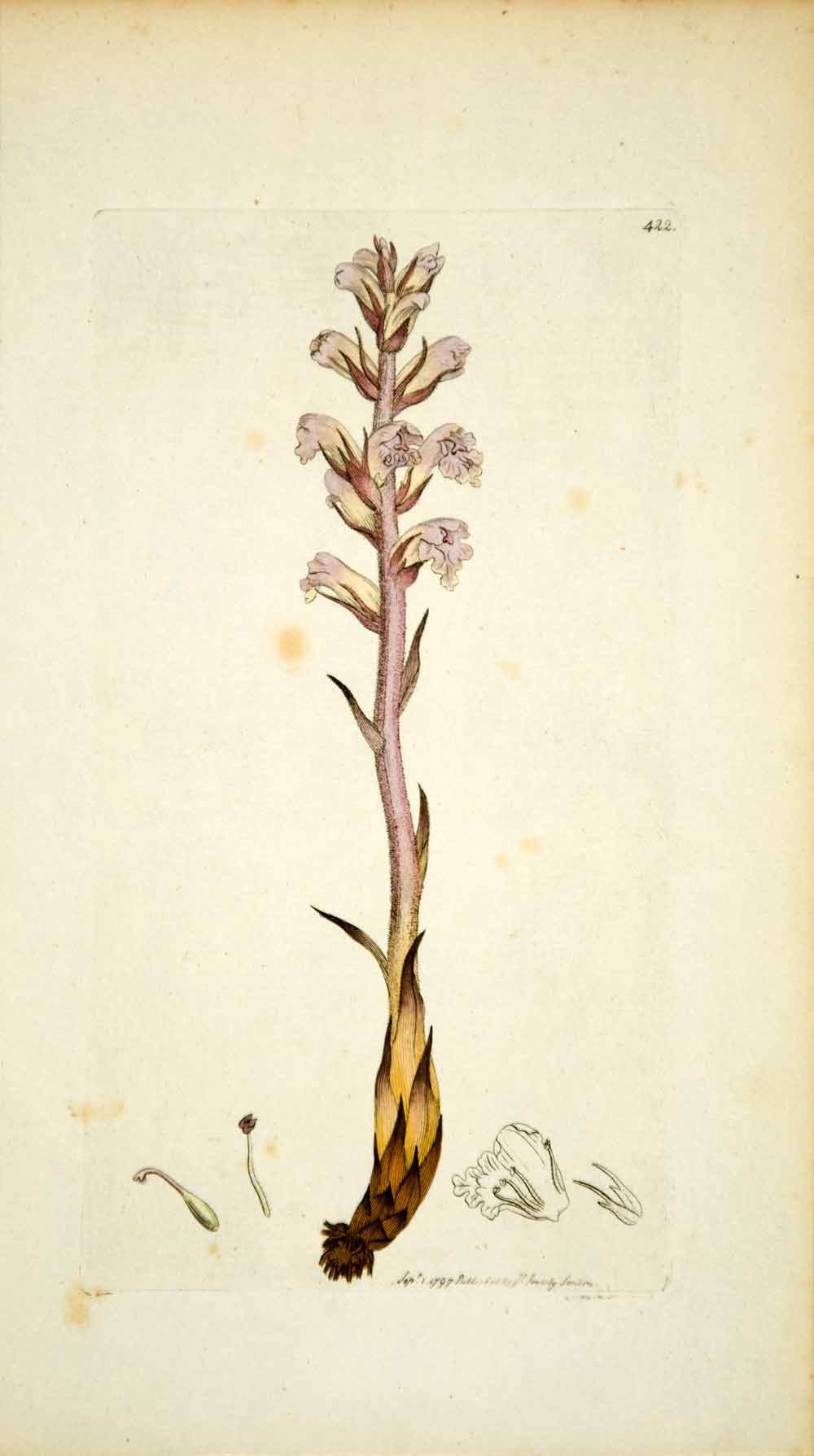 1797 Copper Engraving Hand-Painted Orobanche Common Lesser Broomrape B ...