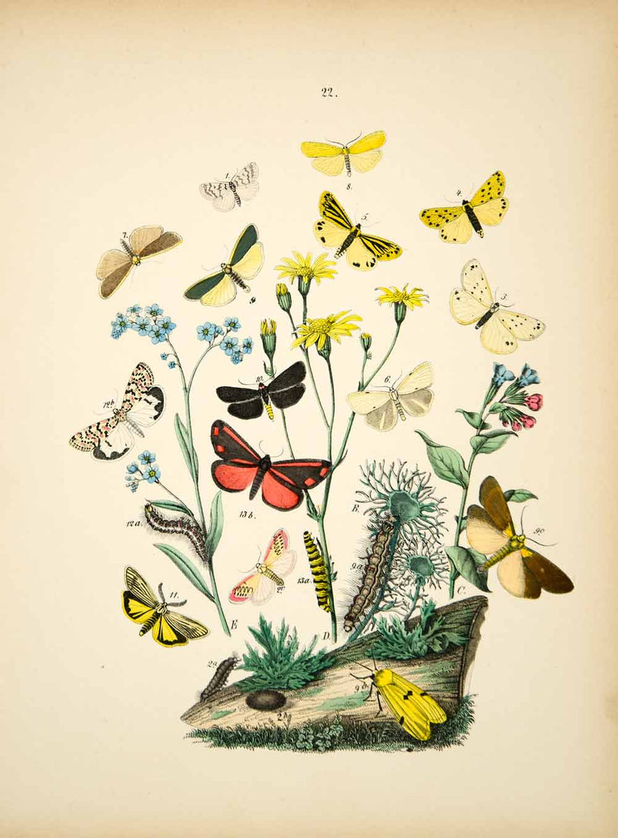 1882 Hand-Colored Lithograph WF Kirby Art Footman Flunkey Moth Insect ...