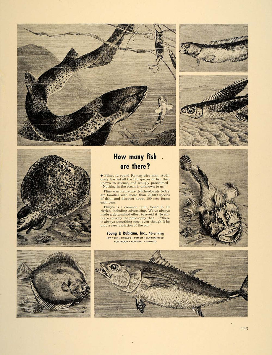 1941 Ad Young & Rubicam Advertising Agency Fish Species - ORIGINAL FT8 ...
