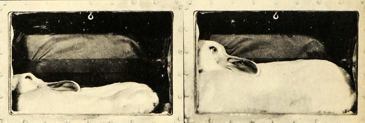 1940 Print Army Experiment Rabbit High Pressure Cabin Animal Testing F ...