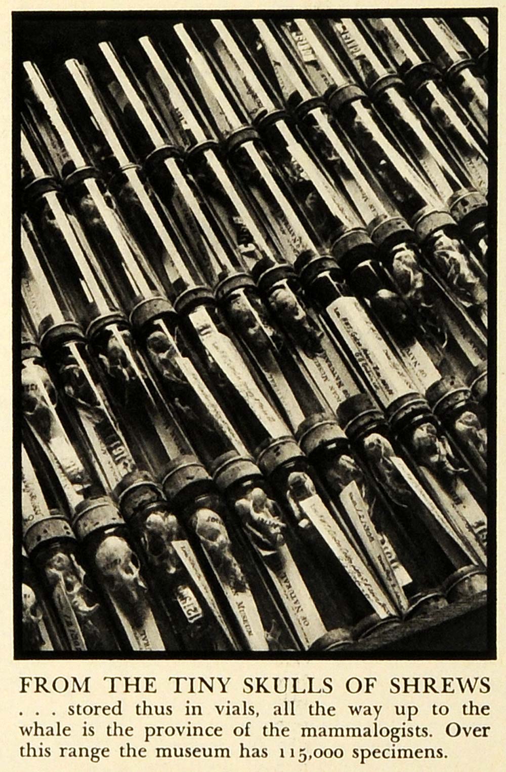 1937 Print Skulls Shrews Skeleton Bones American Museum Natural Histor ...