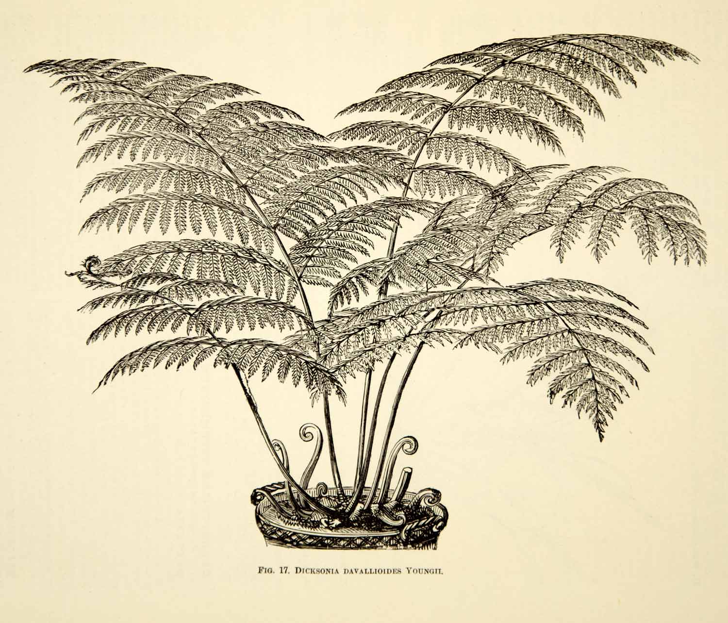 Fern Plant Drawing