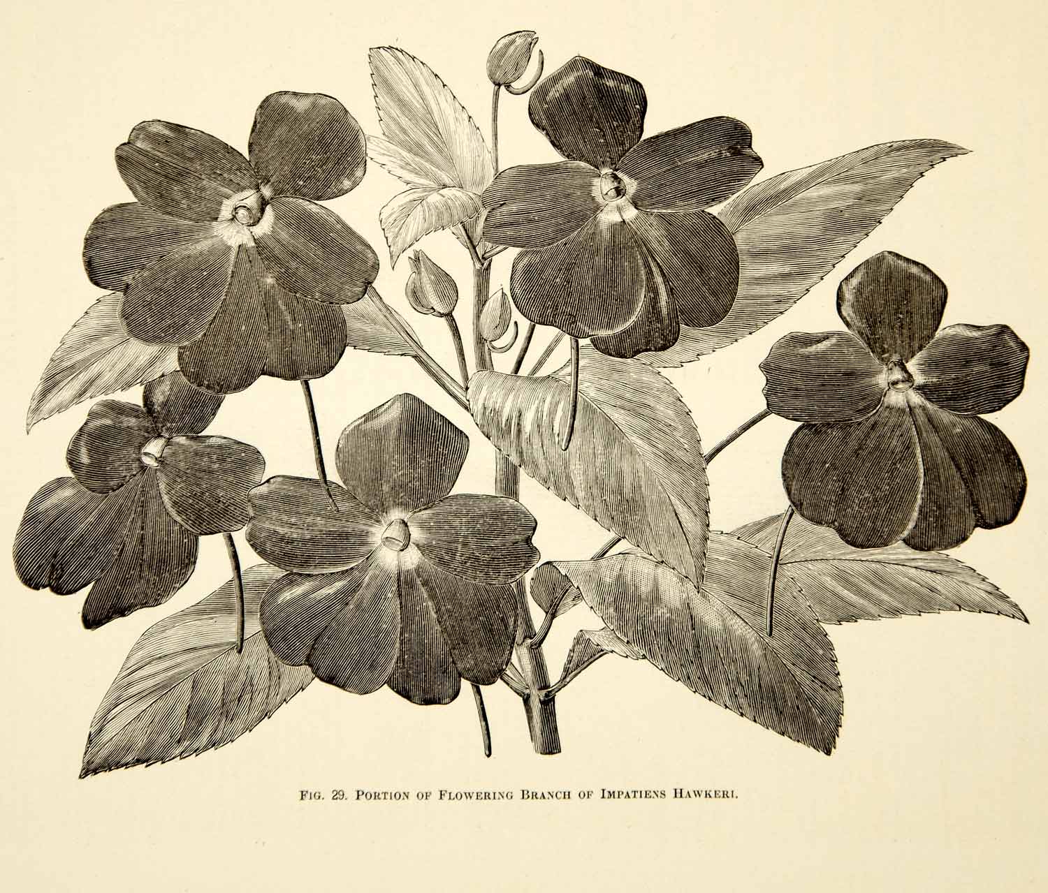 Impatiens Flower Drawing