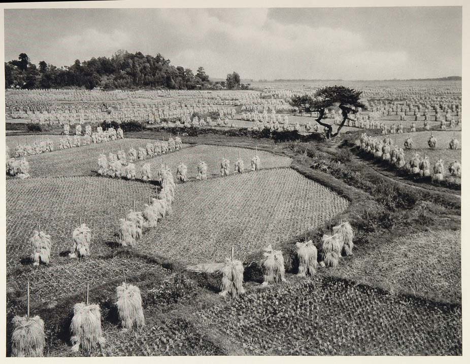 1930 Rice Field Paddy Paddies Oga Peninsula Hondo Japan - ORIGINAL JAP ...