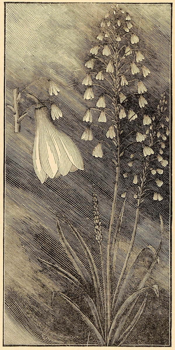 1896 Print Hyacinth Flower Garden Bulb Apollo Myth God ORIGINAL HISTOR ...