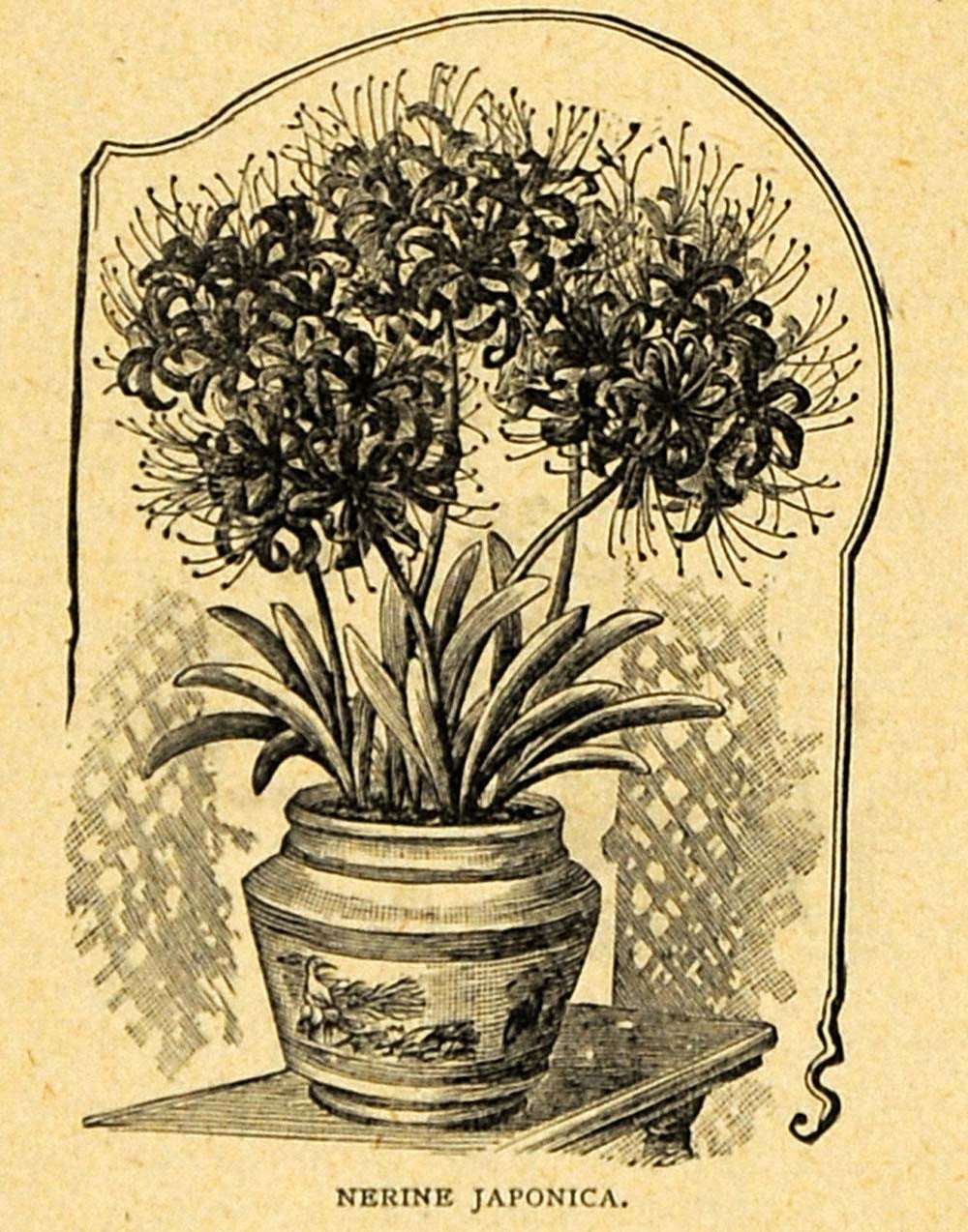 1893 Print Nerine Japonica Flowers Bulb Plant Art - ORIGINAL HISTORIC ...