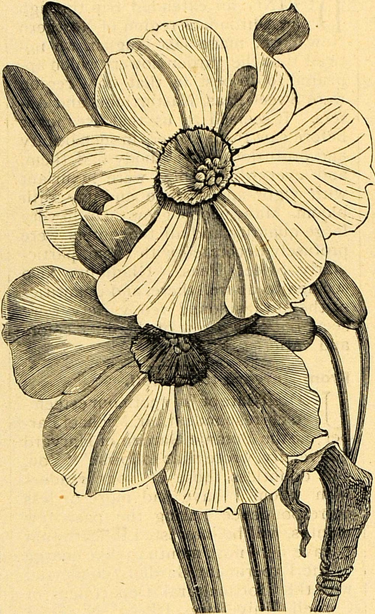 1894 Print Narcissus Poeticus Ornatus Flower Nargis Art ORIGINAL HISTO ...
