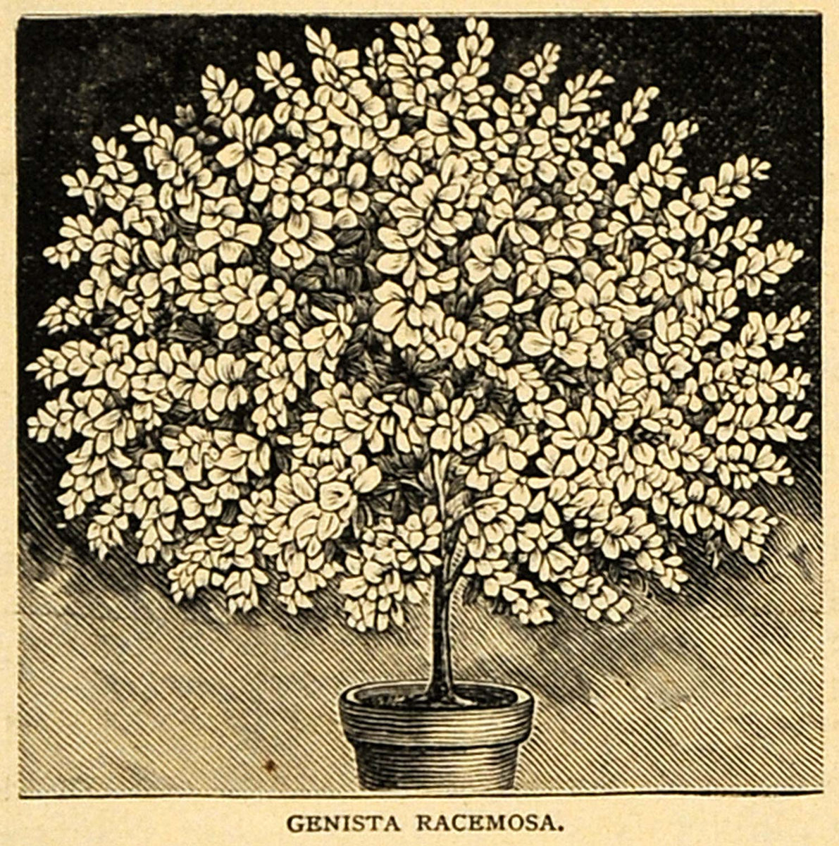 1894 Print Genista Racemosa Flower Tree Broom Shurb Art MAY1 – Period ...