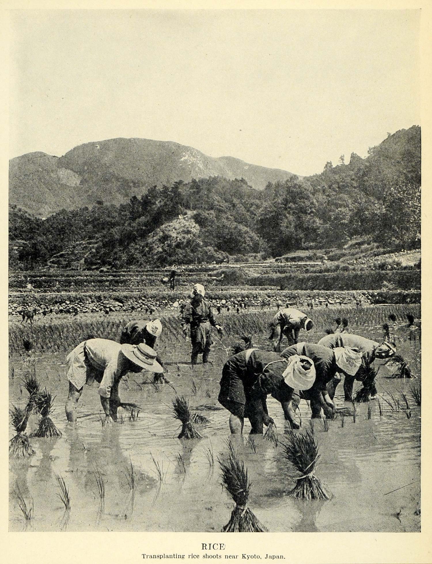 1931 Print Kyoto Japan Rice Paddy Fields Harvest Agriculture Japanese ...