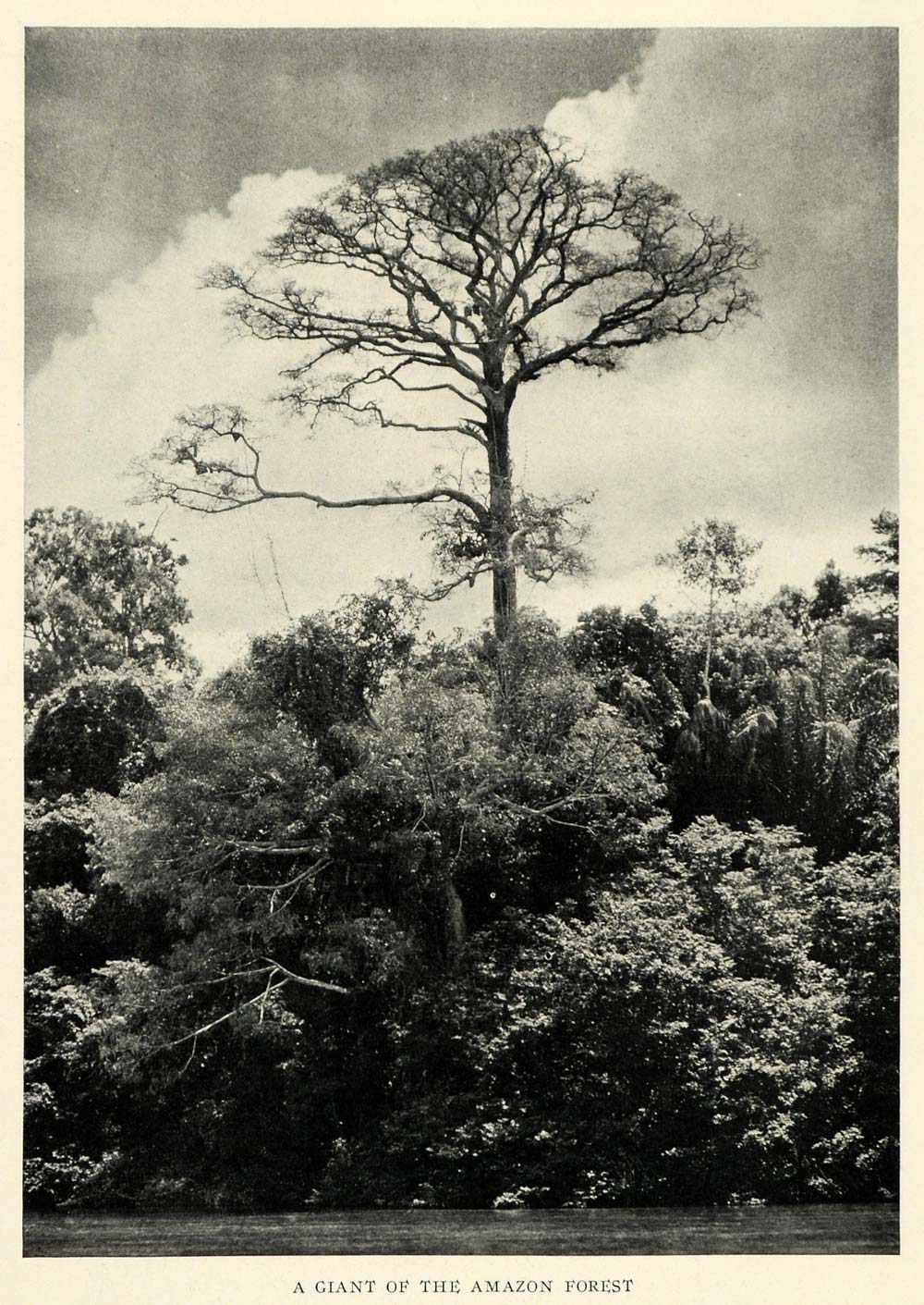 1926 Print Ceiba Tree Amazon Jungle Growth Botanical Rainforest Tropic ...