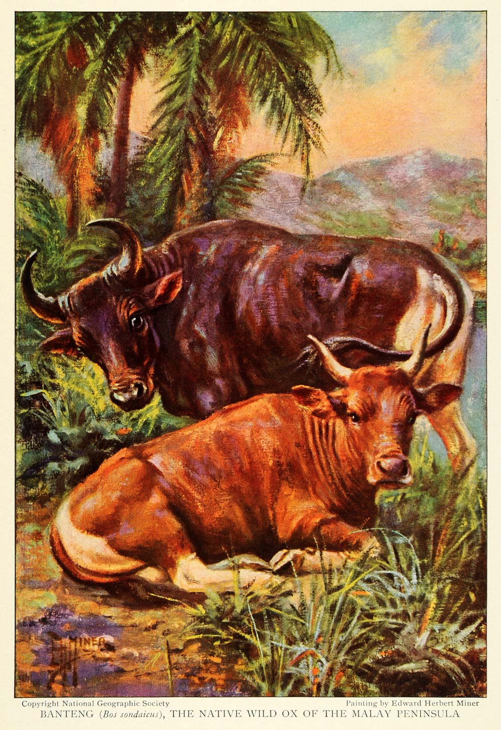 1925 Print Banteng Native Wild Ox Malay Peninsula Tembadau Wild Cattle ...