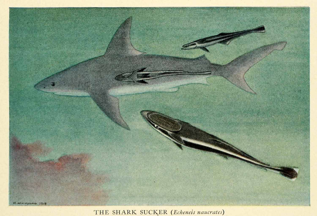 1921 Print Shark Sucker Warm Seas Suction Cups Fish Ocean Sea Hashime ...