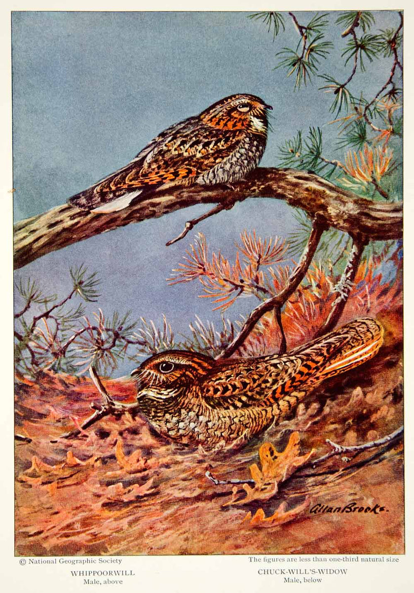 1932 Color Print Birds Wildlife Whipporwill Chuck Wills Widow Animals ...