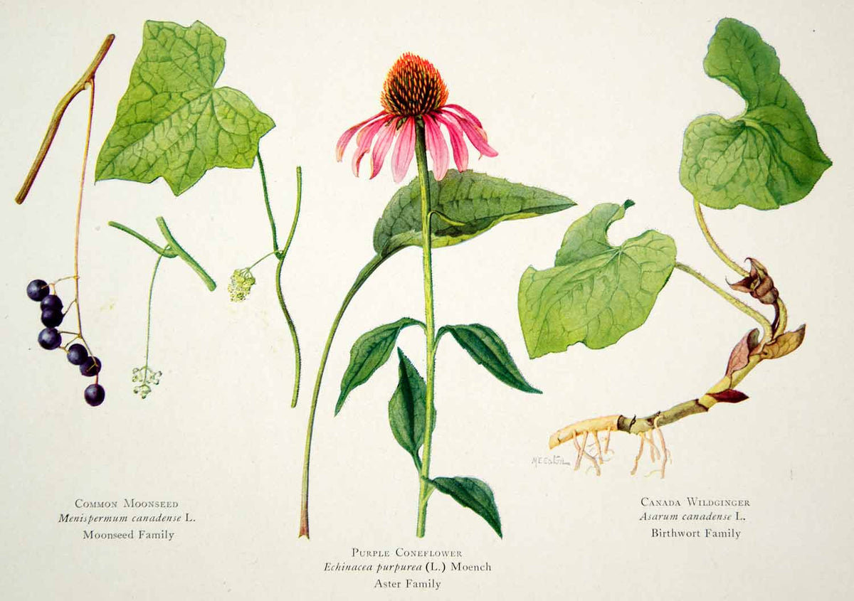 1924 Color Print Flowers Moonseed Purple Coneflower Canada Wildginger ...