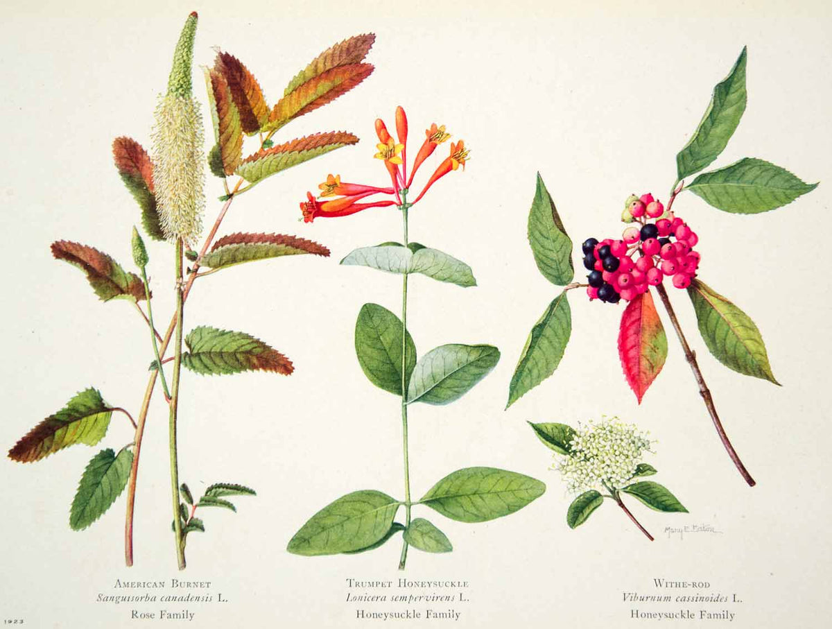 1924 Color Print Flowers American Burnet Trumpet Honeysuckle Withe-Rod ...