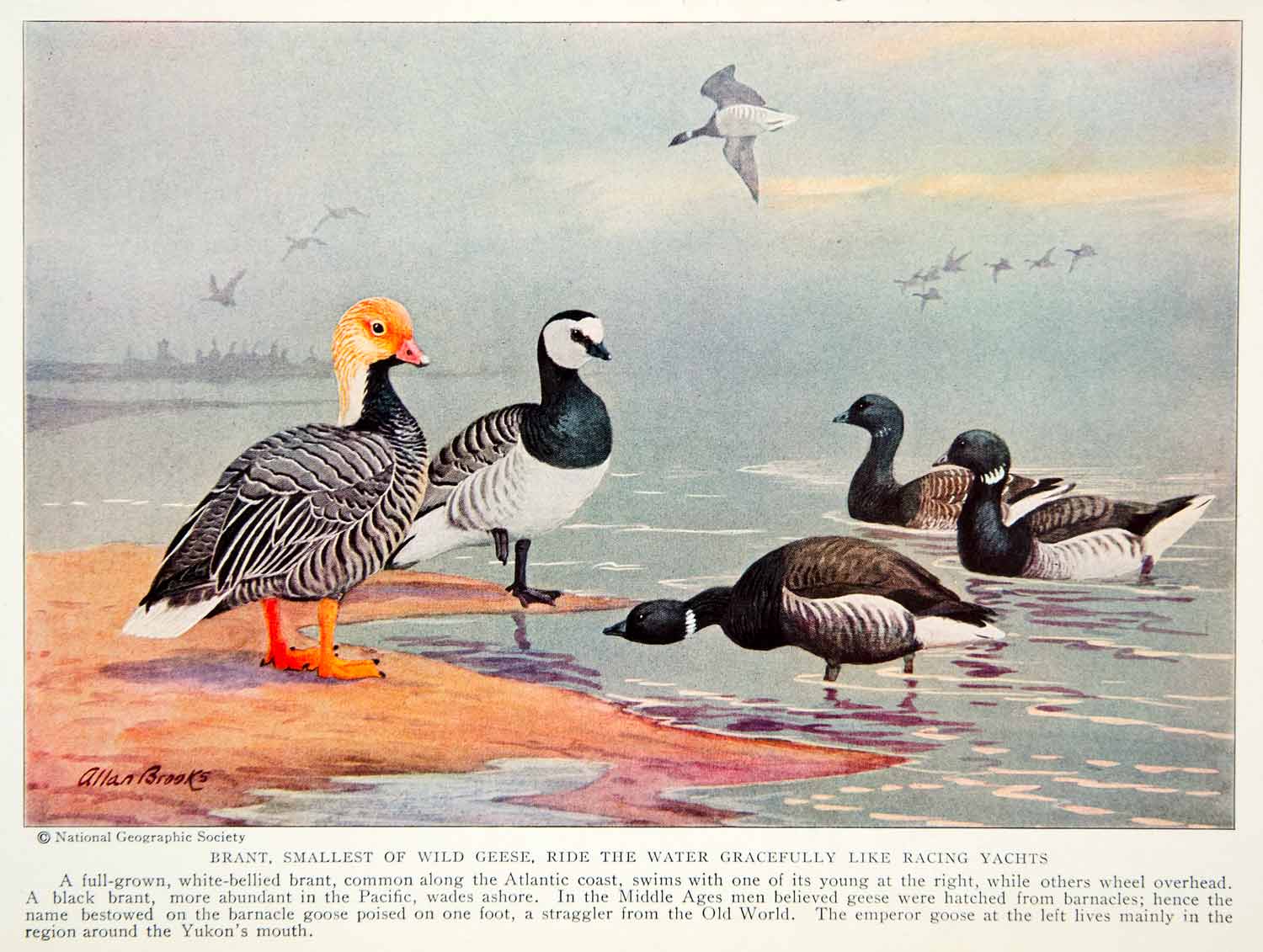 1934 Color Print White Bellied Black Brant Bird Animal Wildlife Feathe ...