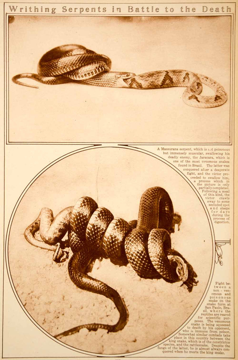 1923 Rotogravure Jararaca Pit Viper Mussurana Snake Farm Brazil Serpen ...