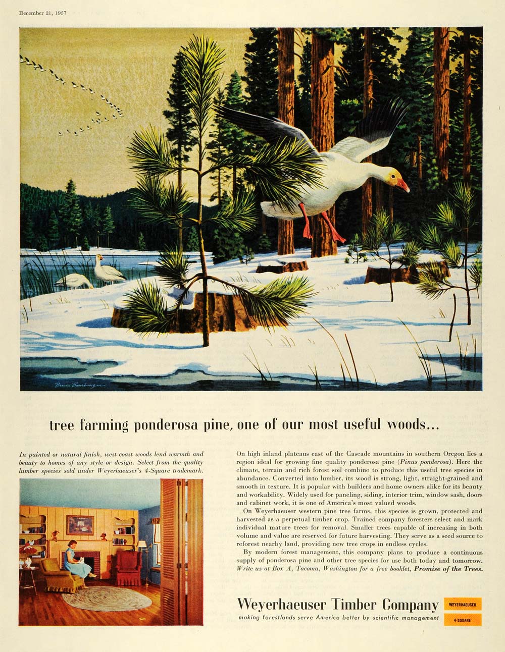 1957 Ad Weyerhaeuser Timber Company Ponderosa Western Pine Tree Farmin ...