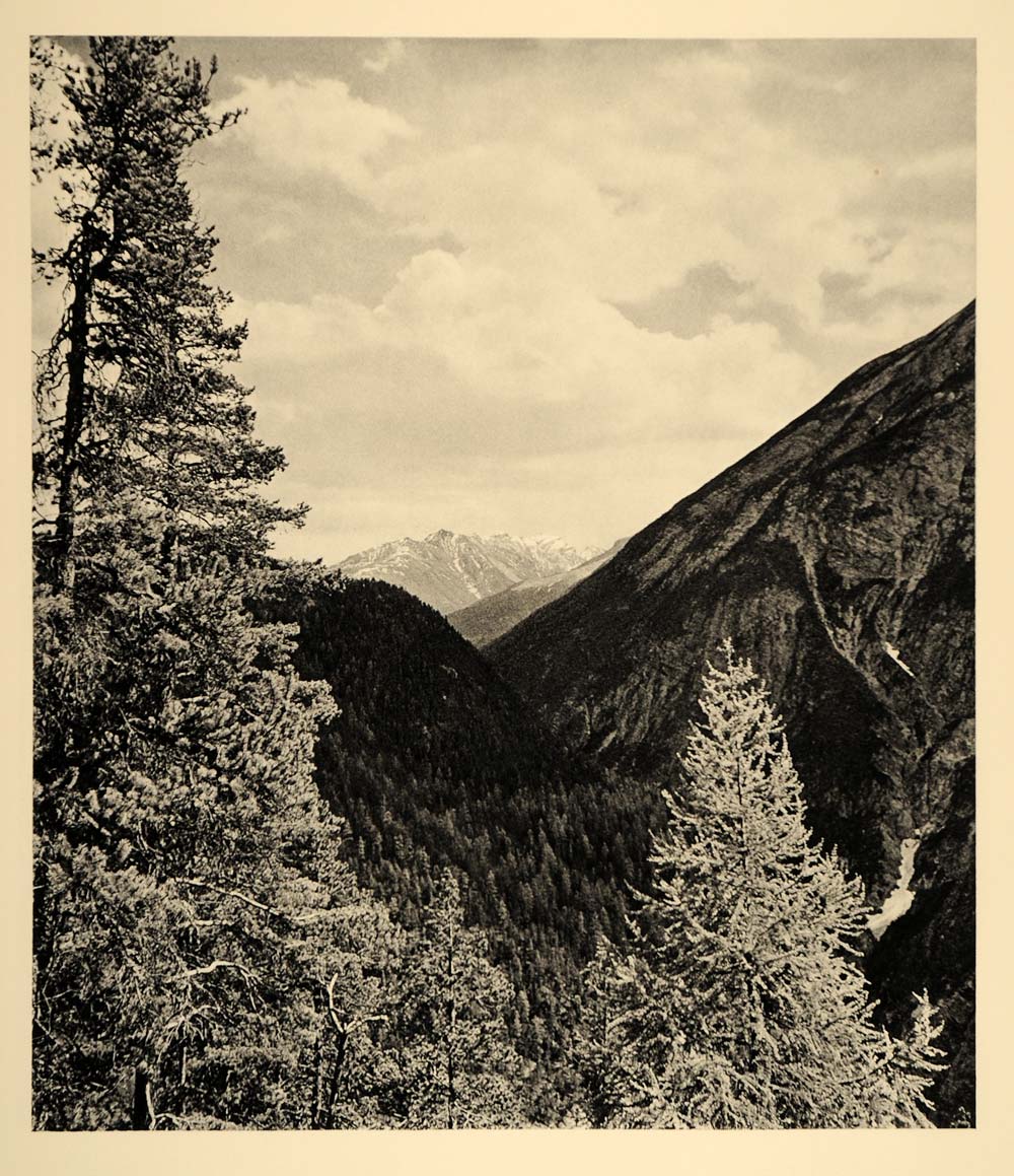 Switzerland National Tree