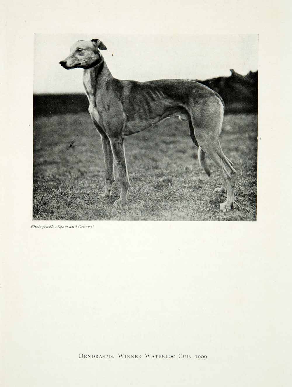 Black And White Racing Greyhound