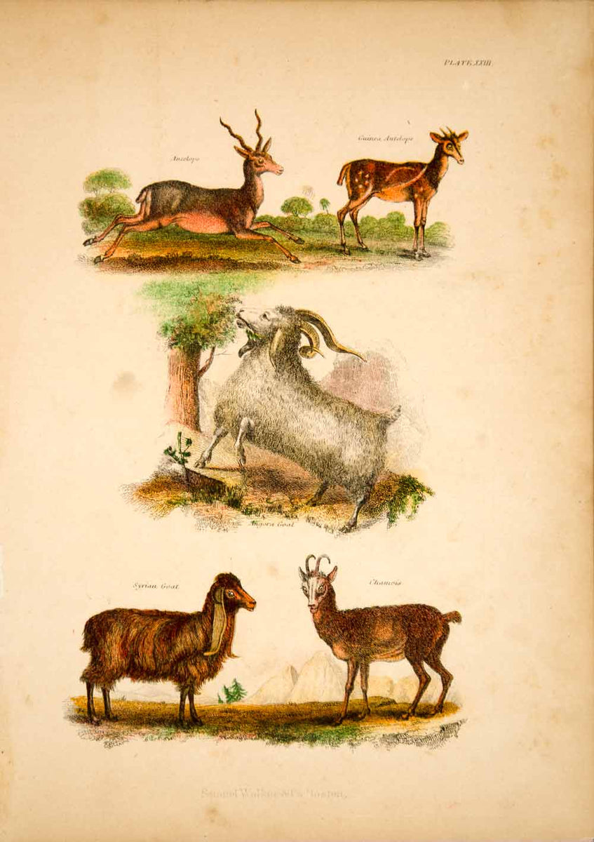 1868 Chromolithograph Antelope Guniea Angora Goat Syrian Chamois Anima ...