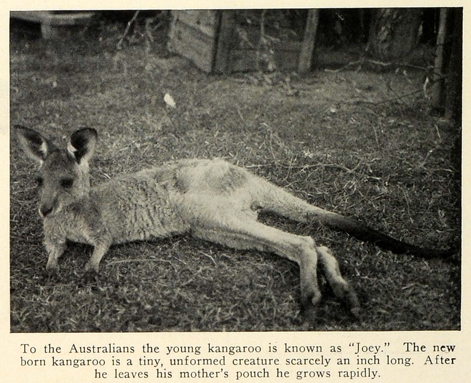 Newborn Baby Kangaroo