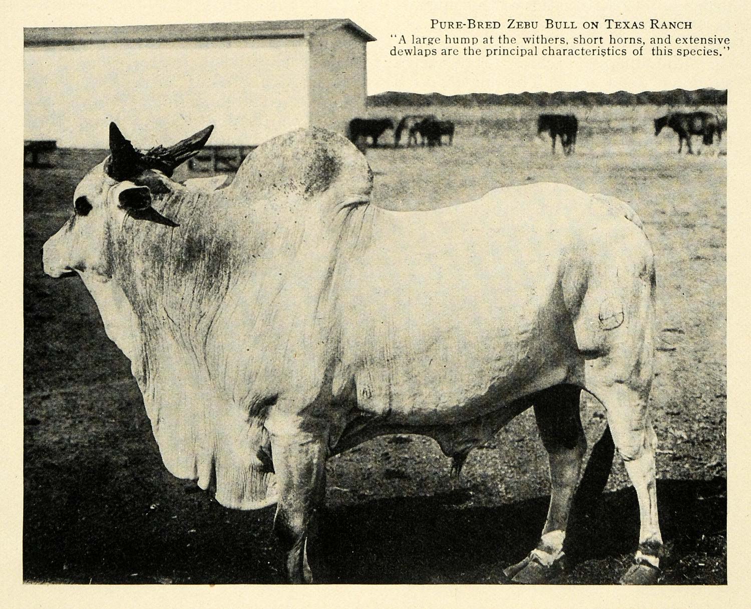 Zebu Bull