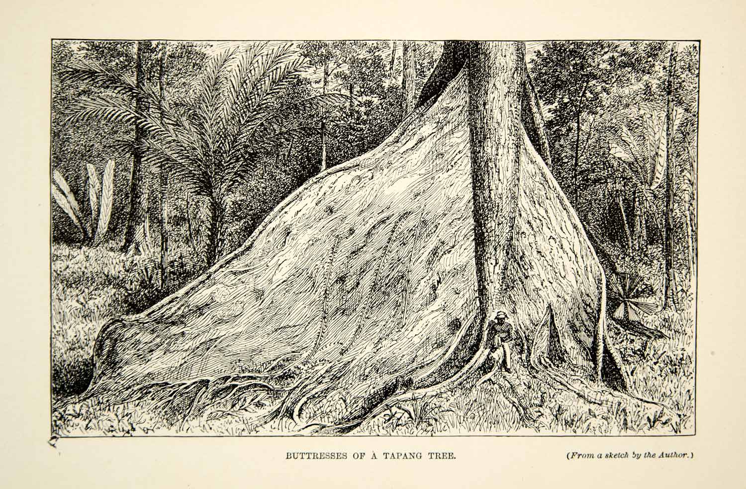 1910 Wood Engraving Tapang Tree Buttress Roots Rainforest Borneo Horna ...