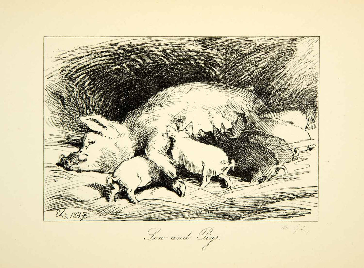 1883 Photolithograph Sow Pig Sir Edwin Landseer C. G. Lewis Feeding Mo ...