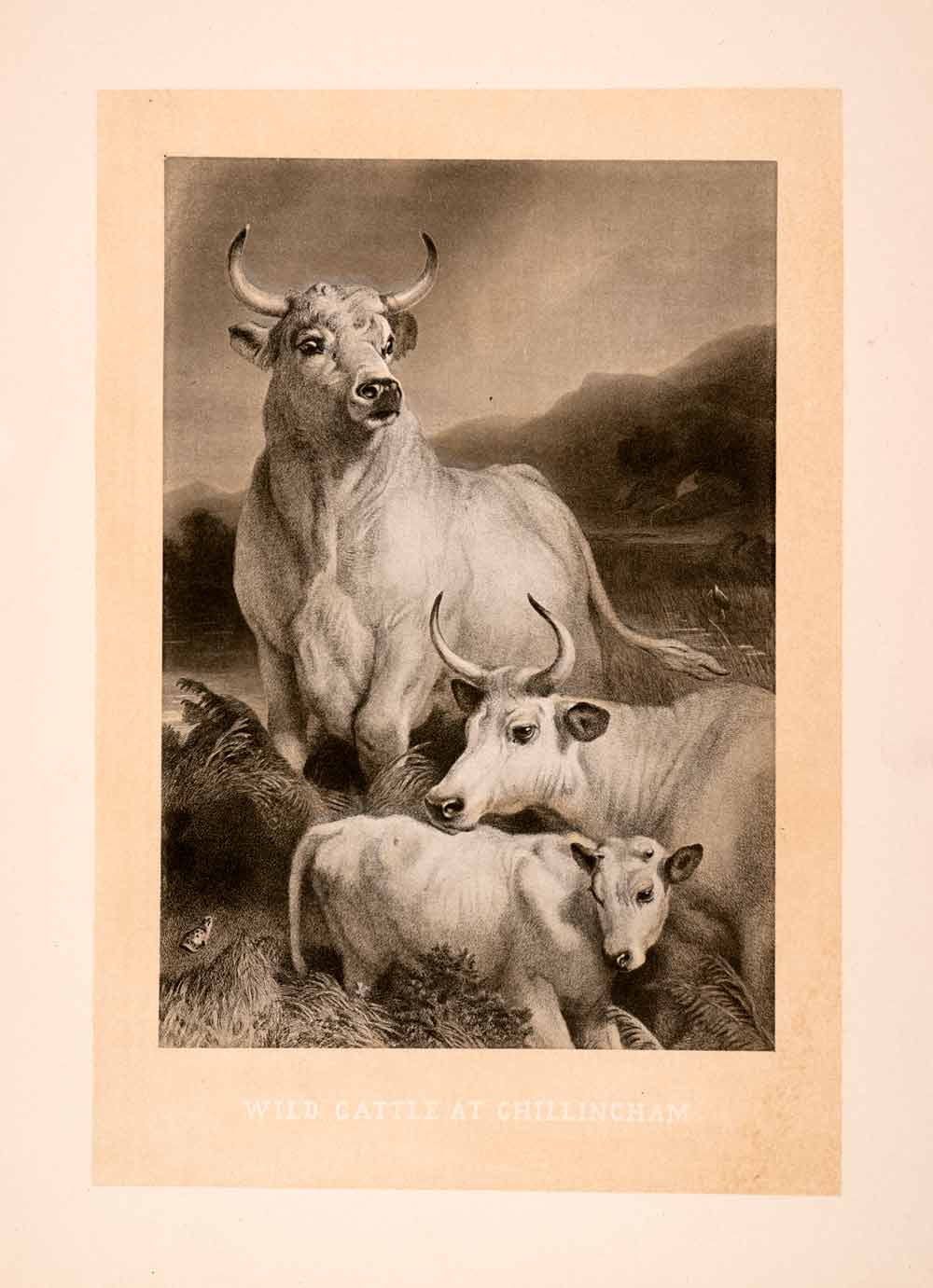 1876 Heliogravure Edwin Landseer Wildlife Art Chillingham Cattle Calf – Period Paper Historic ...