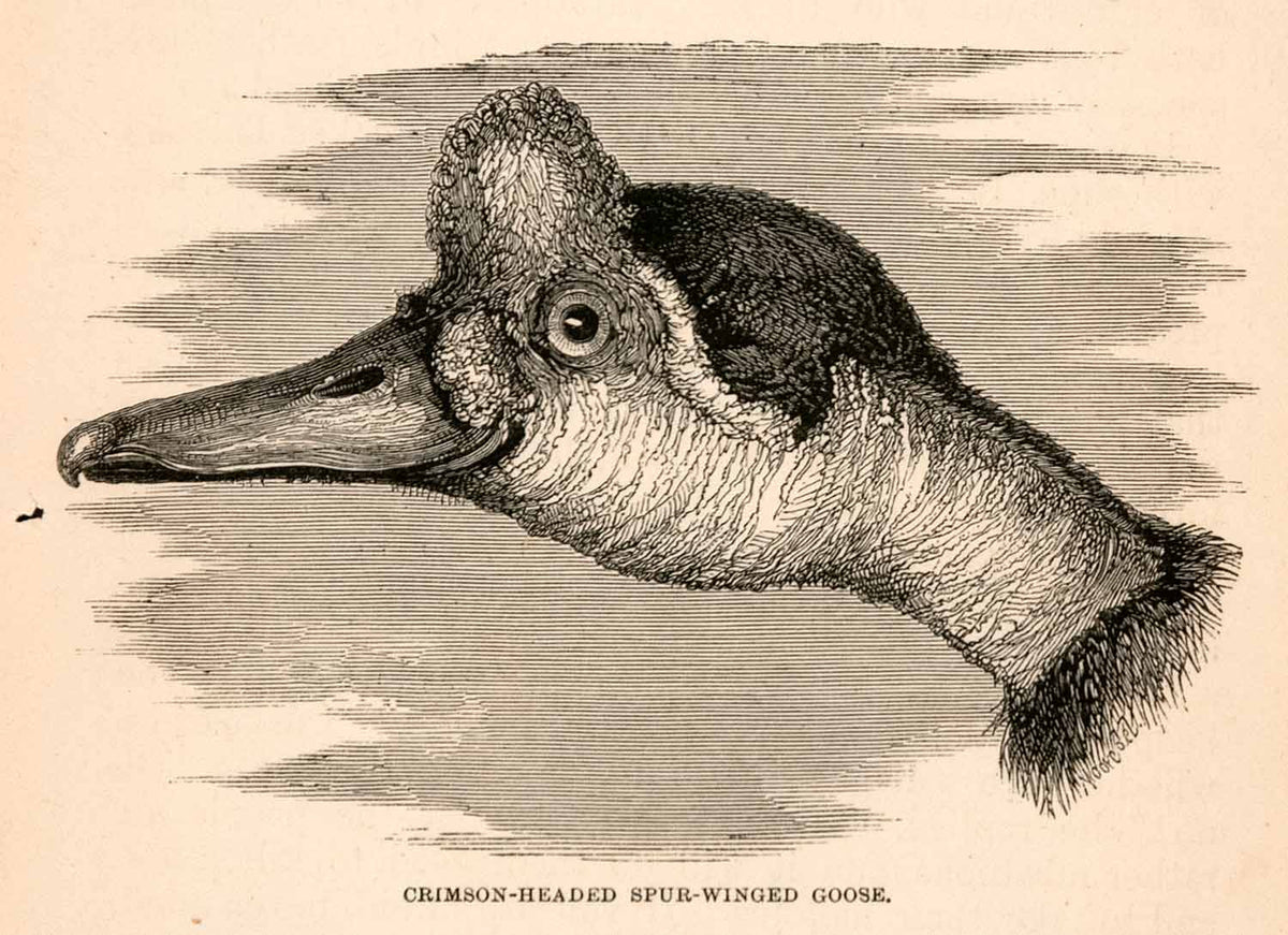 1868 Wood Engraving Crimson Headed Spur Wing Goose Animal Africa Bird ...