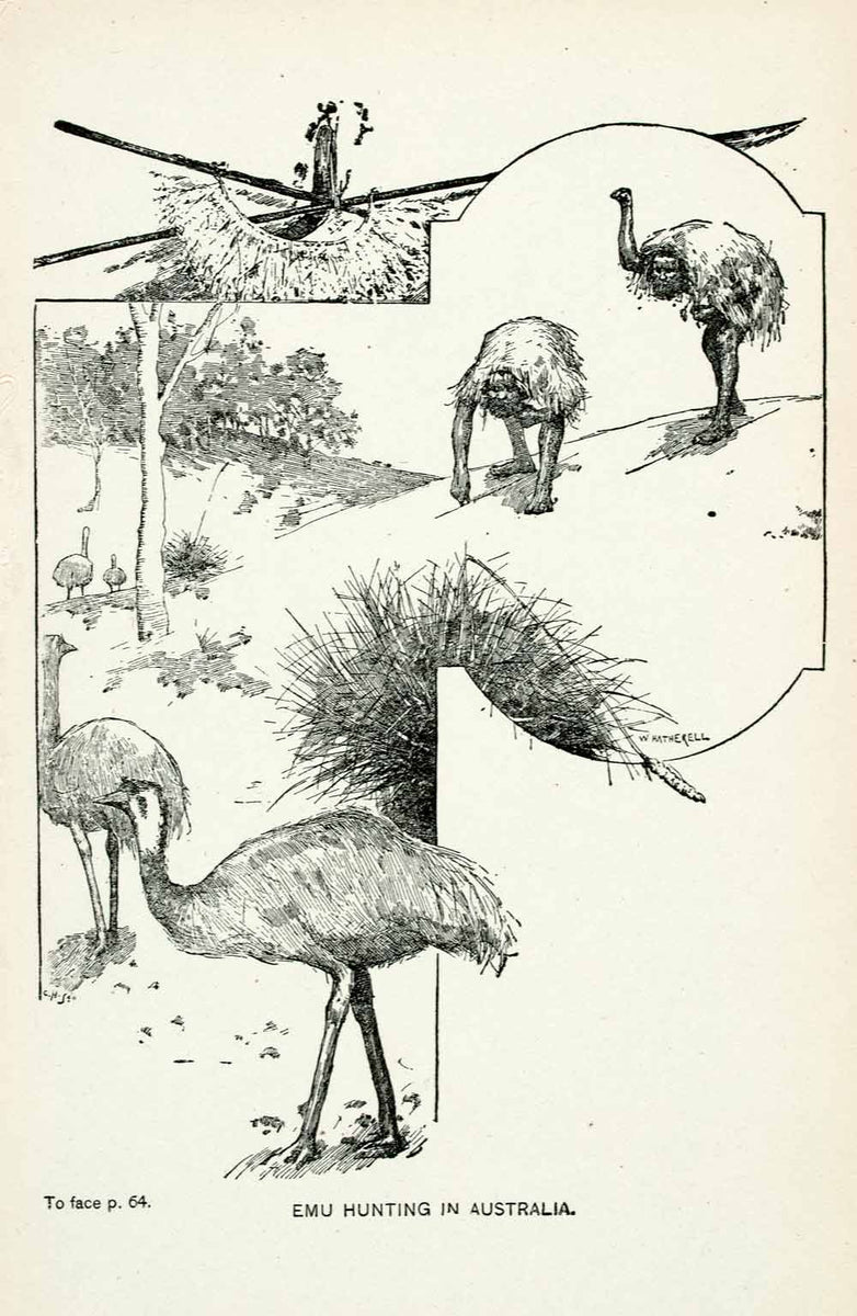 1888 Wood Engraving Emu Hunt Bird Australia Aboriginal Farm Landscape ...