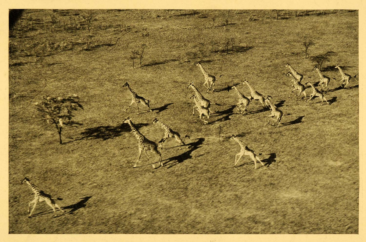 1935 Print Stampede Herd Giraffe Game Mammal Africa Plain Ungulate Afr ...