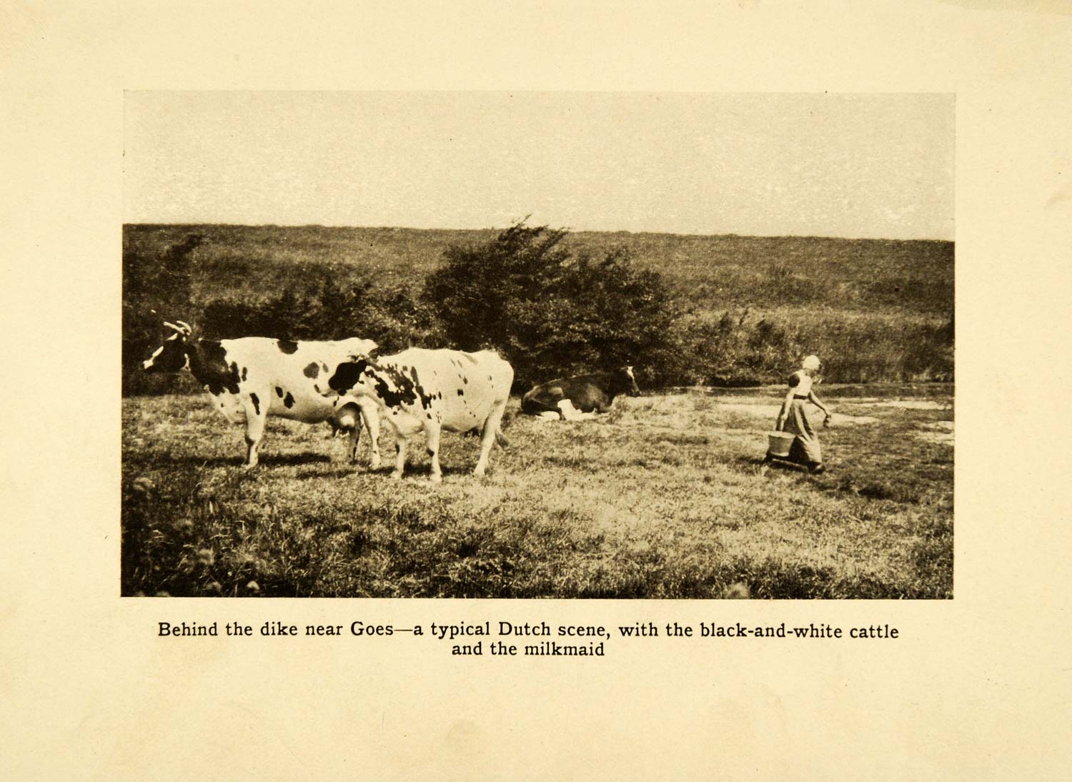 1912 Print Goes Holland Dutch Milk Maid Cattle Cows Livestock Agricult ...
