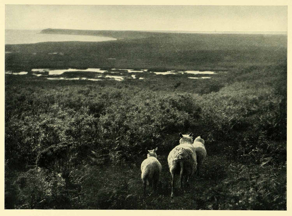 1949 Print Heath Salling Peninsula Jutland Denmark Sheep Livestock XGH ...