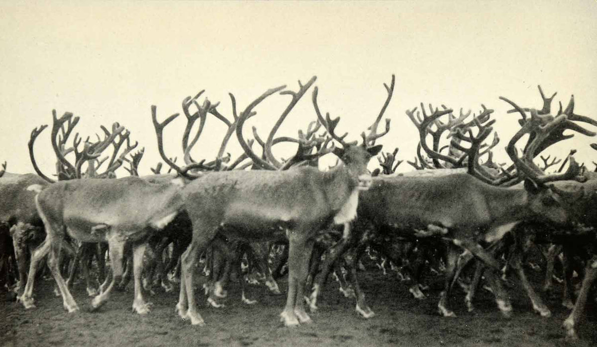 1943 Print Kidluit Bay Canada Reindeer Herd Wildlife Canadian Wild Ani ...