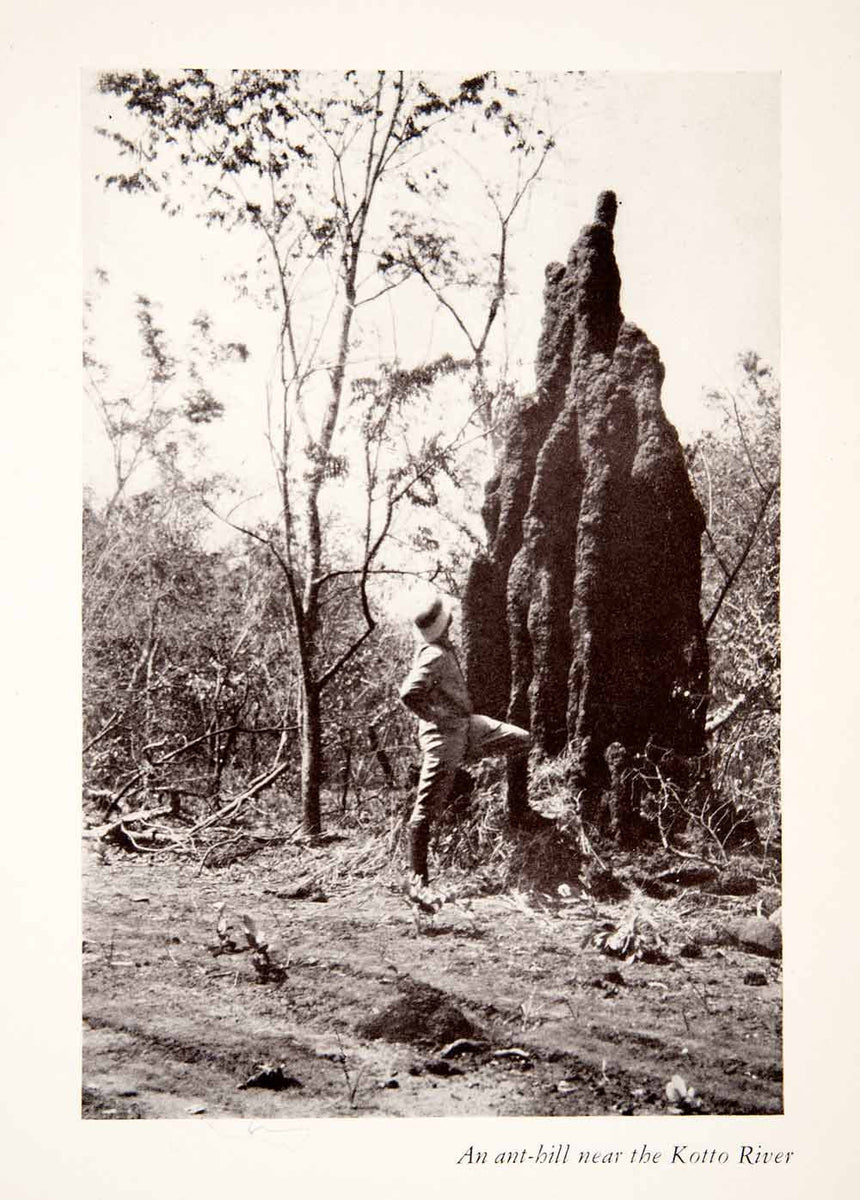 1927 Print Kotto River Africa Giant Ant Hill Mound Wildlife Entomology ...
