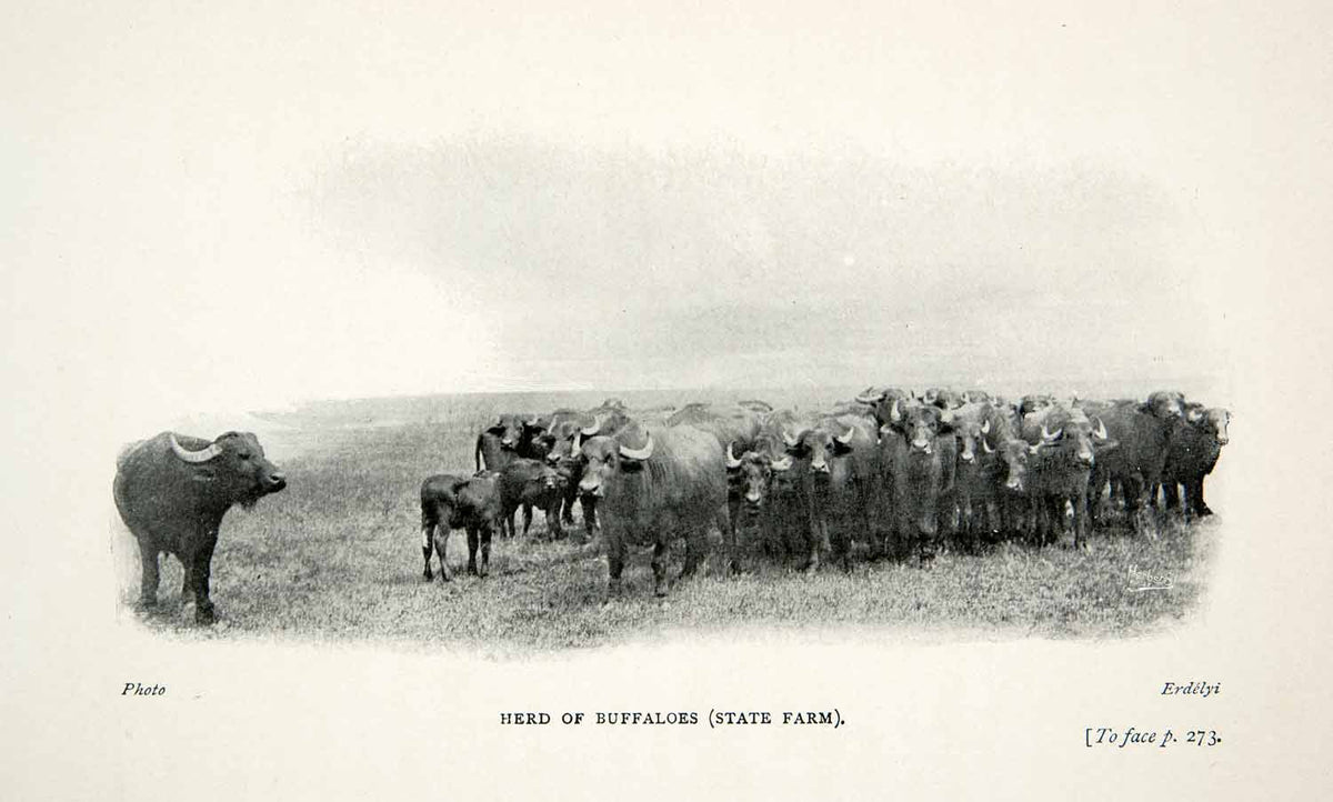 1909 Print Hungarian Hungary Buffalo Herd Livestock Bison Wildlife Ani ...