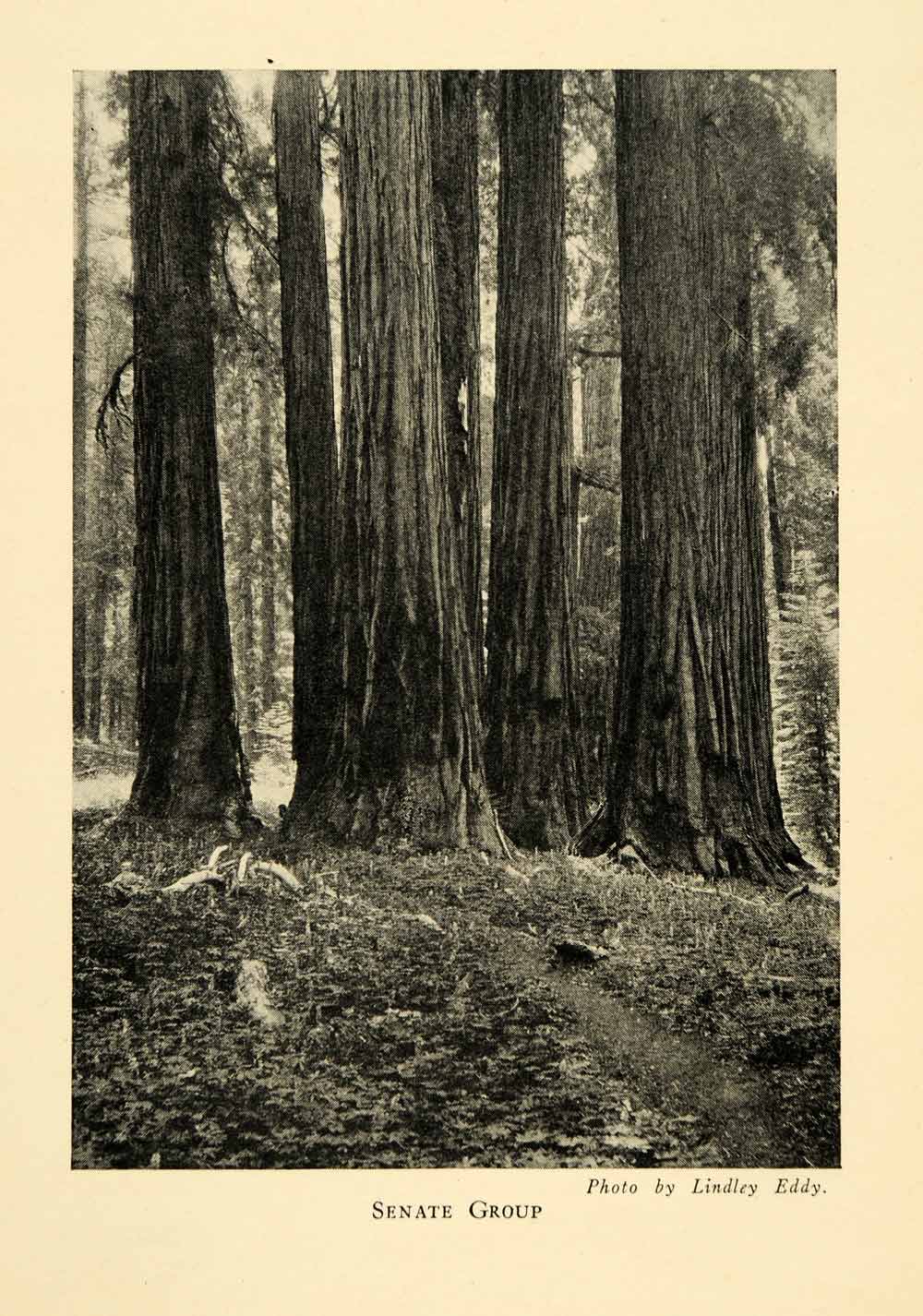 1928 Print Senate Group Sequoias Tree Forest National Park Woods Nativ ...
