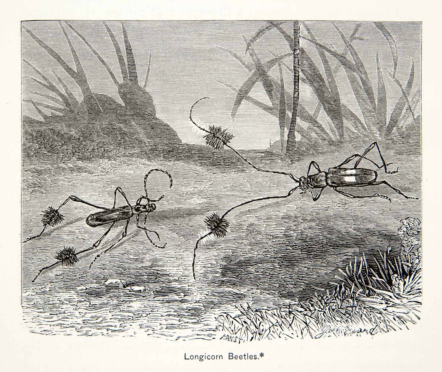 1879 Wood Engraving Brazilian Lamiidae Longicorn Beetles Entomology XG ...