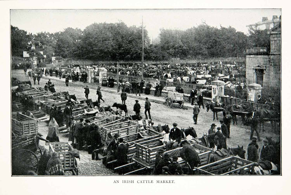 1902 Print Irish Cattle Market Horse Carts Agriculture Ireland Rural X ...
