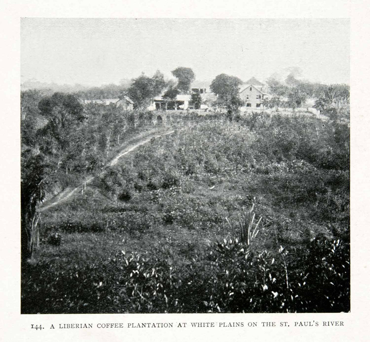 1906 Print Liberia Africa Coffee Plantation Agriculture Landscape Farm ...