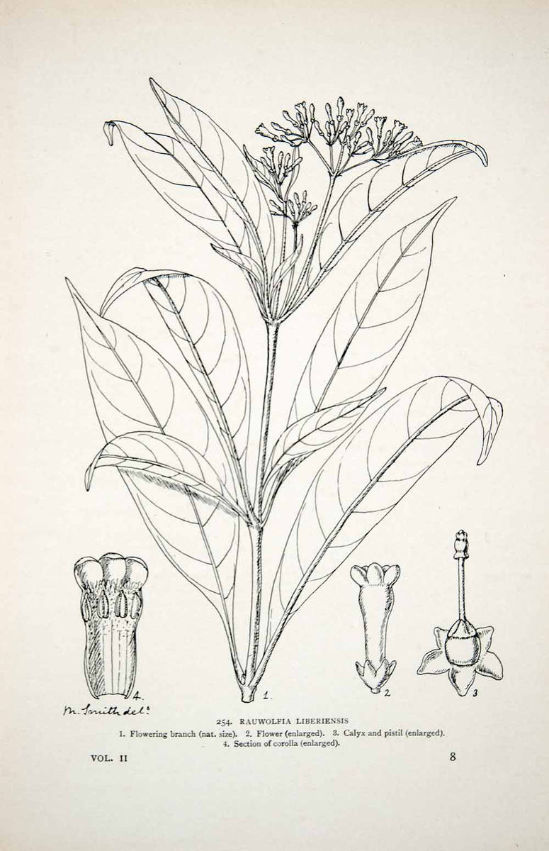 1906 Lithograph Rauwolfia Liberiensis Plant Liberia Africa Matilda Smi ...