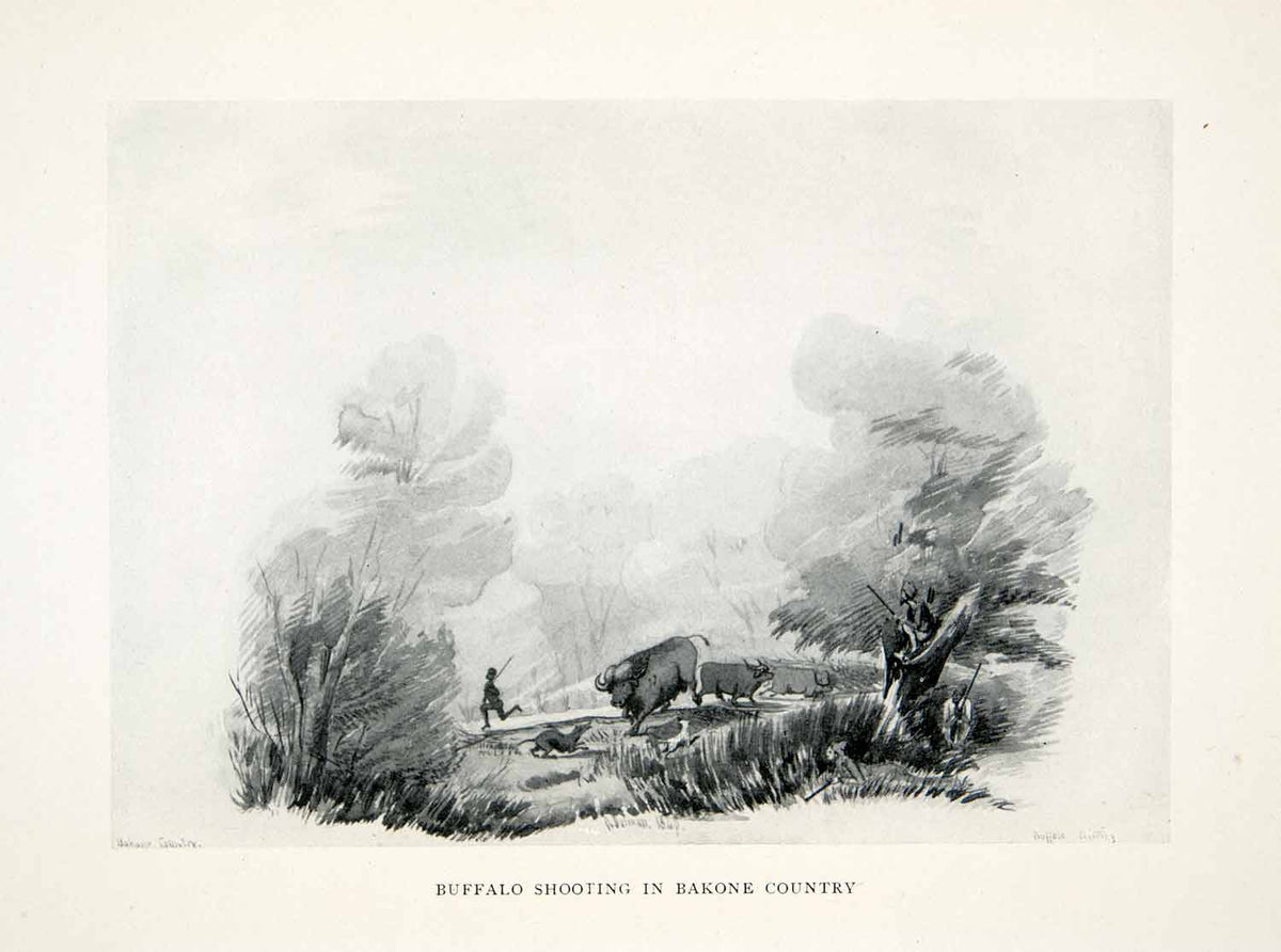 1924 Print Alfred Dolman Buffalo Shooting Bakone Country Southern Afri ...